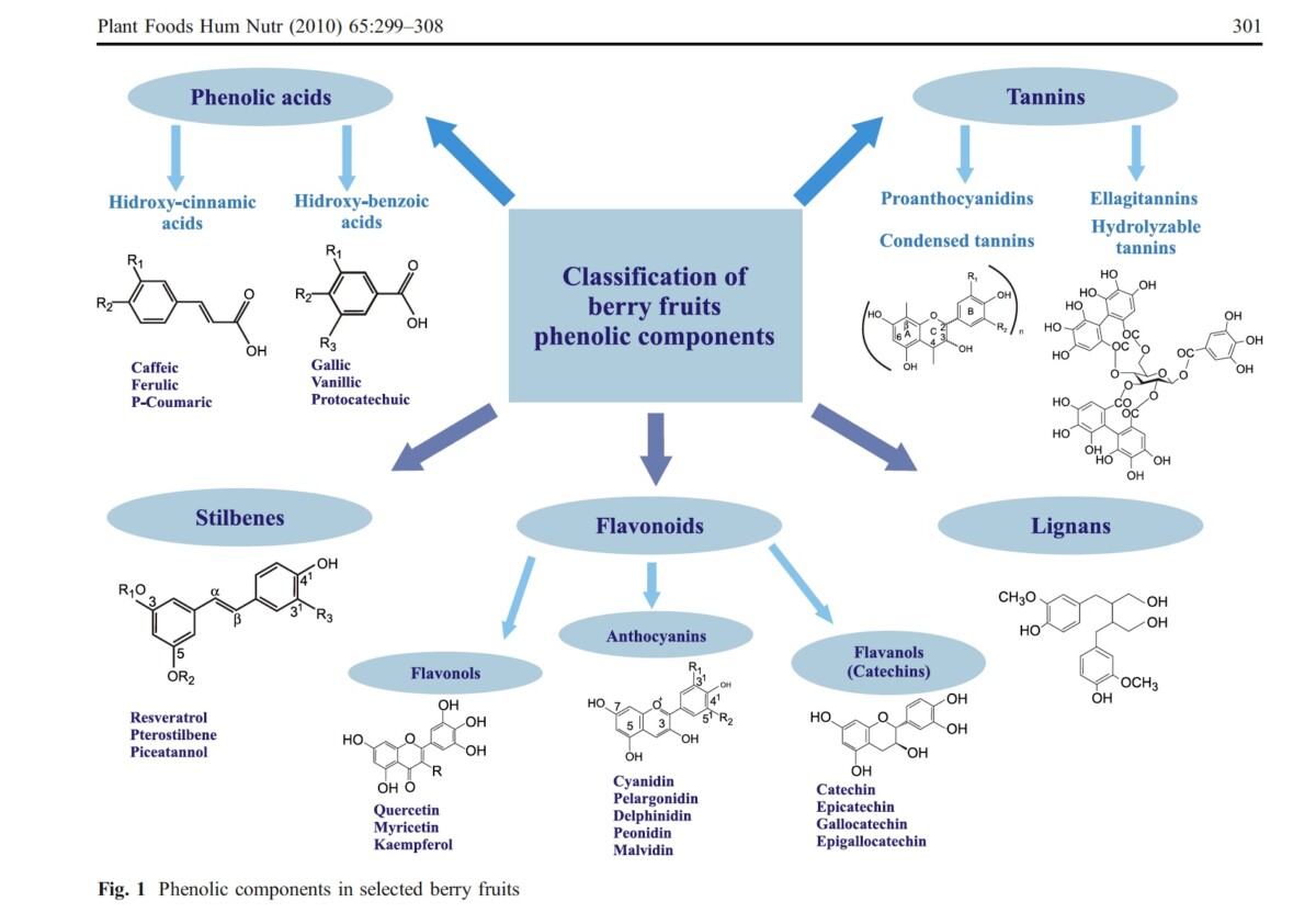 What is the Healthiest Berry? A Complete Nutritional Guide – Well in Truth
